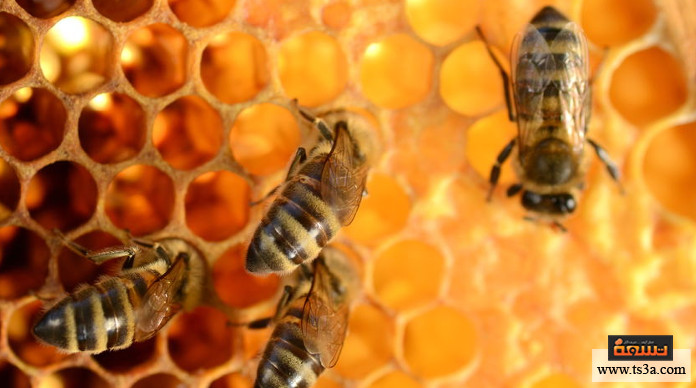 كيف تجعل فوائد النحل المتعددة النحل أهم الحشرات للإنسان؟ - مرحبا سيدتي